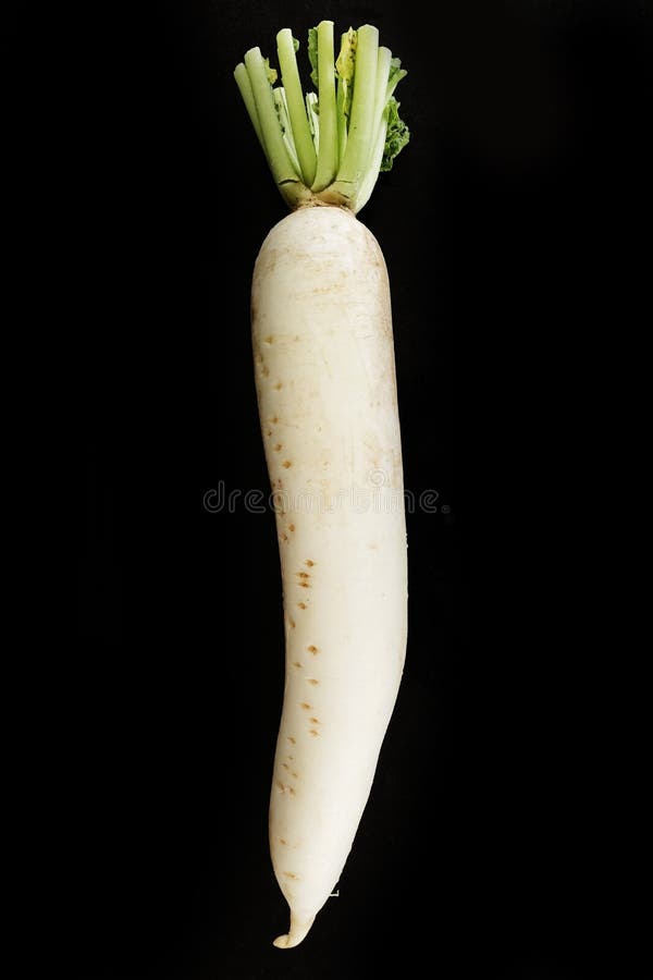 Long white Radish stock image. Image of studio, daikon - 30138467
