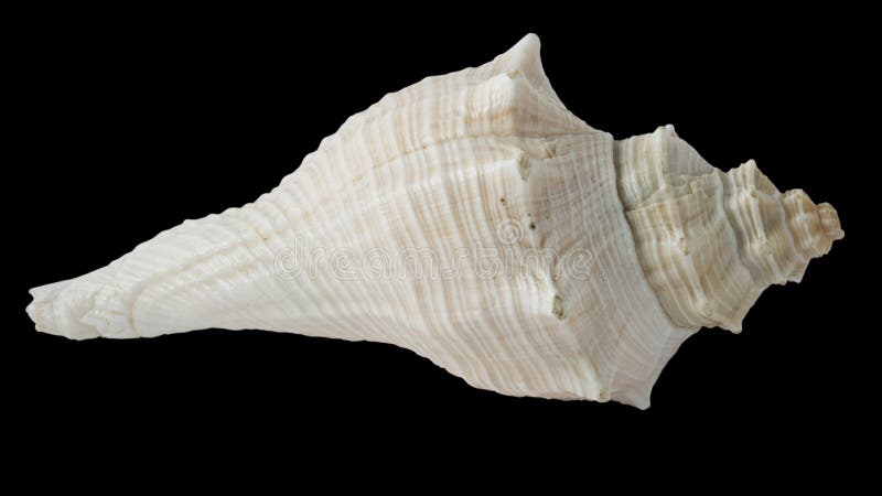 Long Seashell in the Sand with Water Ripples Stock Image - Image of ...