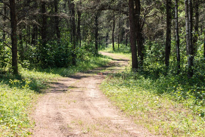 Winding Hiking Trail In Forest Stock Image - Image of path, sinuous ...