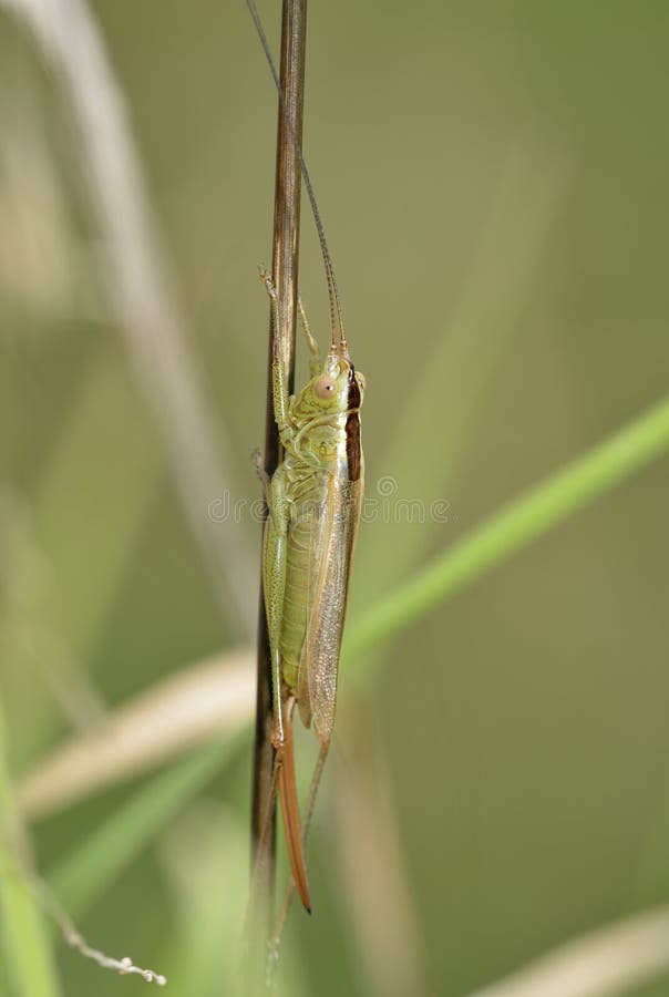 Long-winged Cone-head stock photo. Image of portrait - 65266150