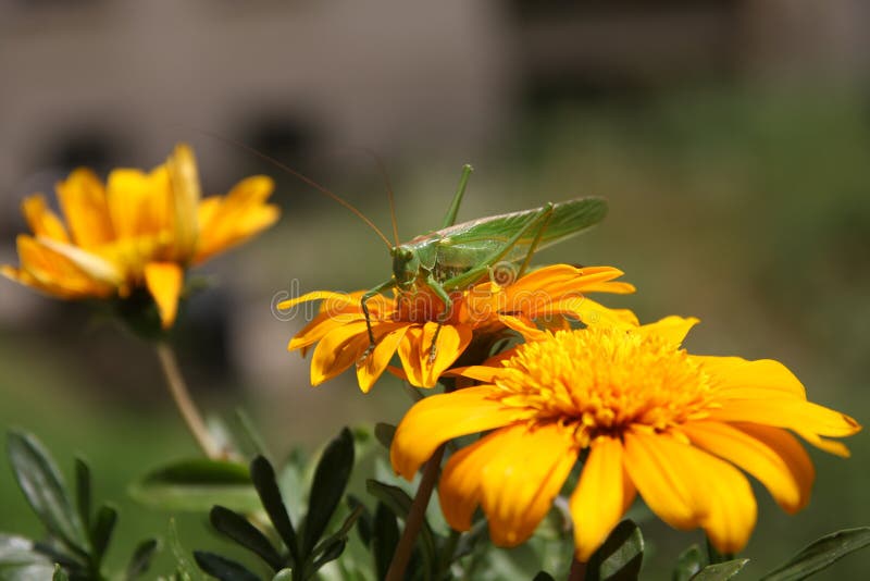 Long-winged Conehead (Conocephalus Discolor) Stock Photo - Image of ...