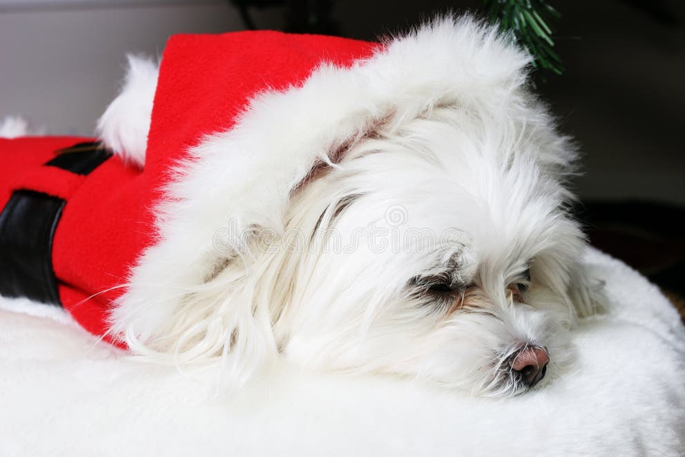 Long winters nap stock image. Image of december, animal - 341085