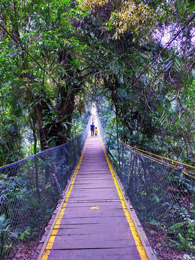 Long Wood Bridge stock image. Image of flower, wood - 197916923