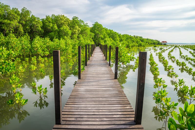 Long Wood Bridge Elevated Walkway in Mangrove Forest Sunny Day ...