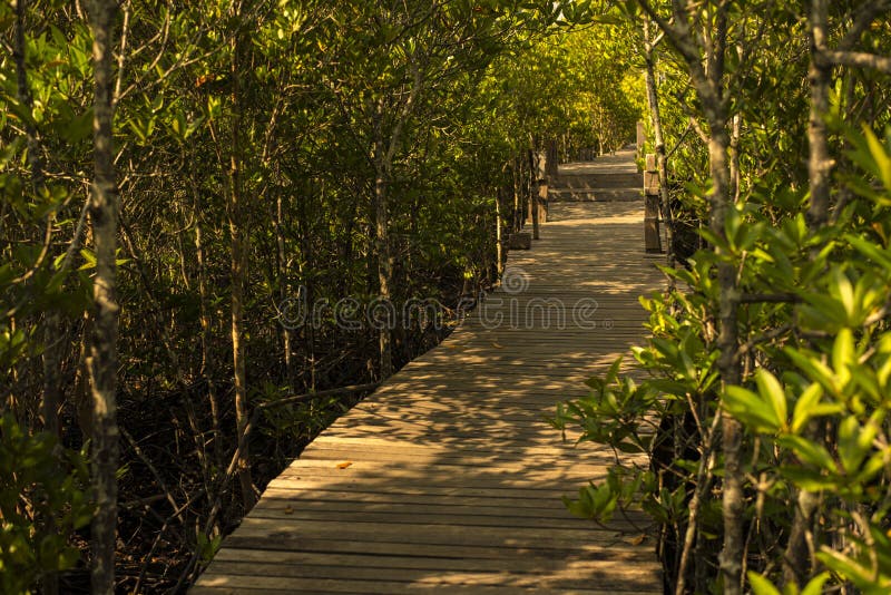 Long Wood Bridge in Mangrove Forest, Thailand. Stock Image - Image of ...