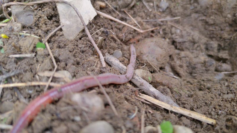 A Long Worm is a Nematode Surrounded by Many Bacteria Stock Video ...