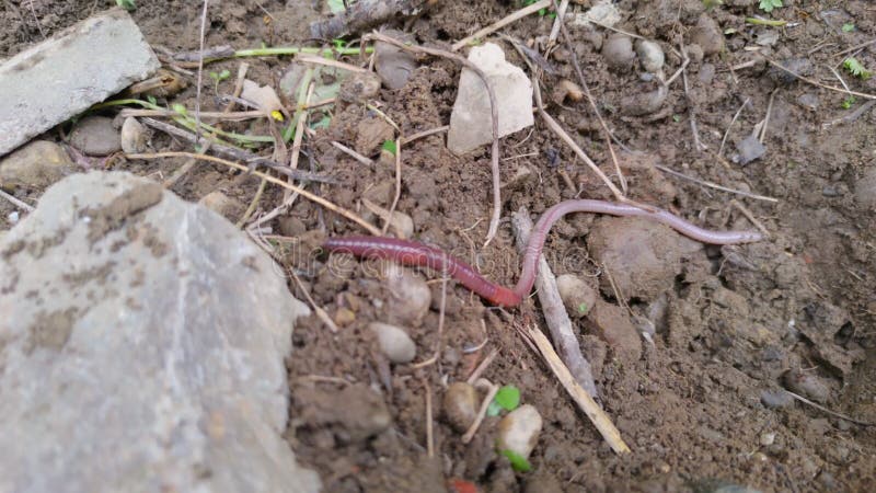 Long Worm in the Ground stock video. Video of ecology - 251065963