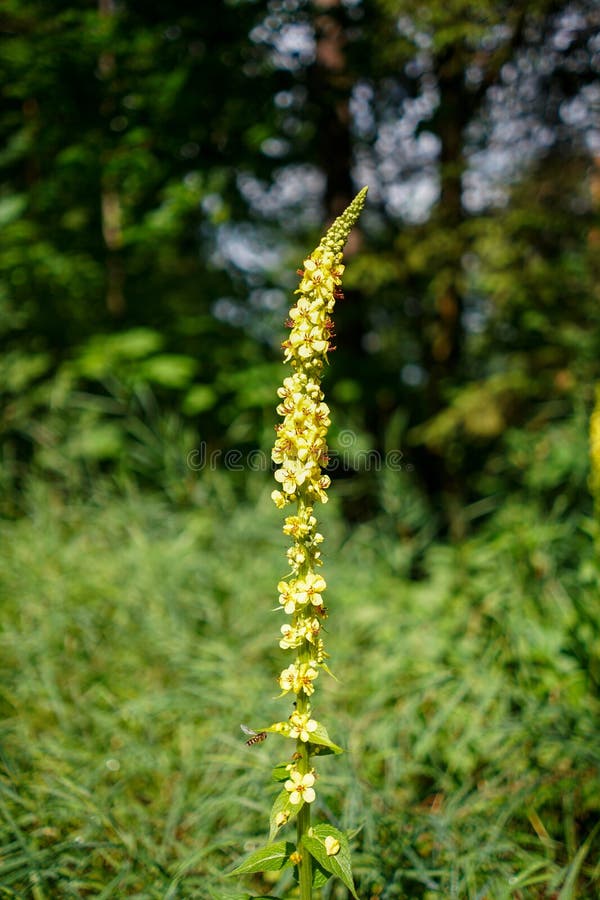 Long Yellow Flower Growing in the Garden. Stock Image - Image of ...