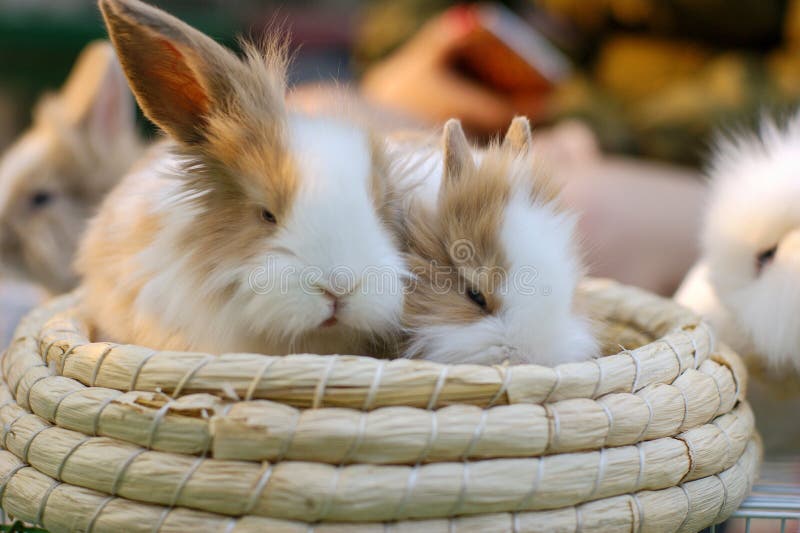The Long Yellow Rabbit Lay on the Cage Stock Image - Image of easter ...