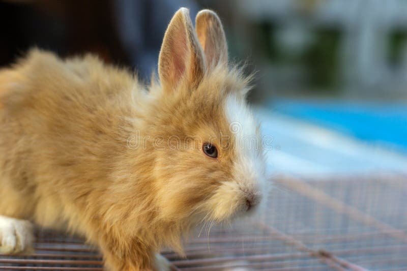 The Long Yellow Rabbit Lay on the Cage Stock Photo - Image of cute ...