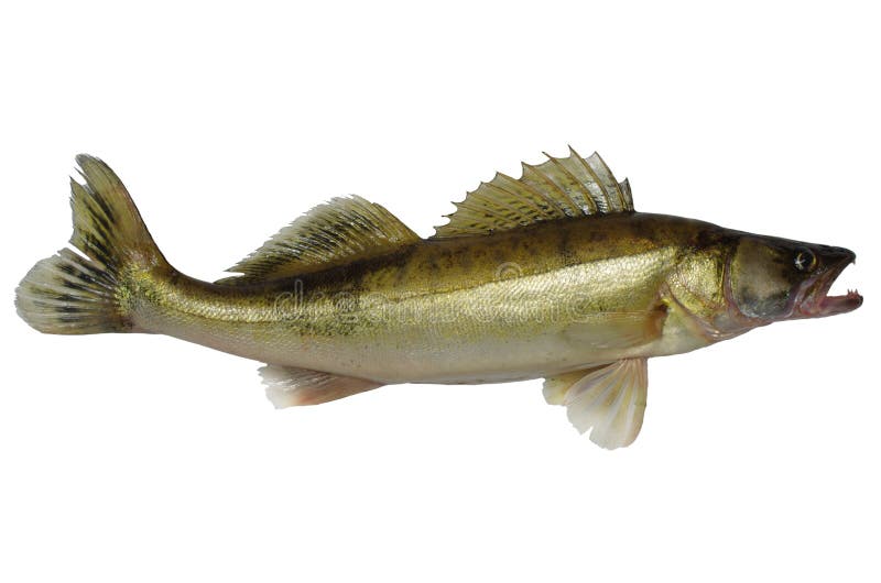 Walleye zander fish stock image. Image of draught, fish - 9498973