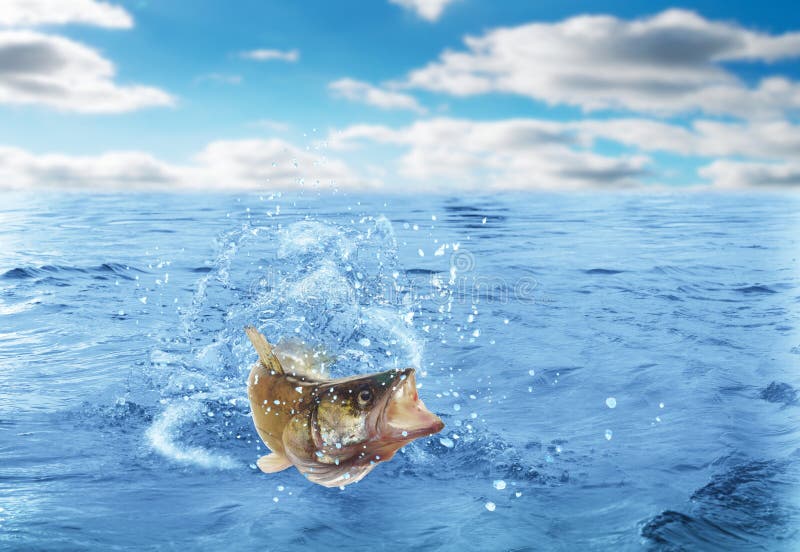 Zander Fish Head Sky Background Stock Photos - Free & Royalty-Free ...
