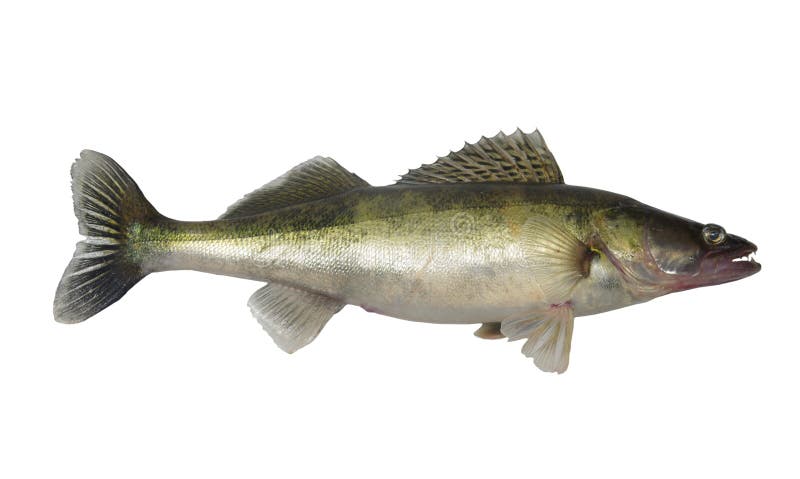 Yellow Perch stock image. Image of great, bait, green - 9067803