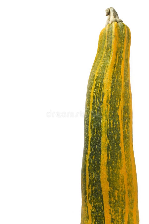 Long Zucchini in the Natural Garden Thailand Stock Photo - Image of ...