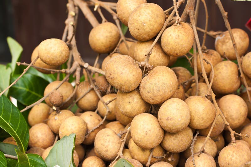 Longan stock photo. Image of organic, healthy, green - 26471610