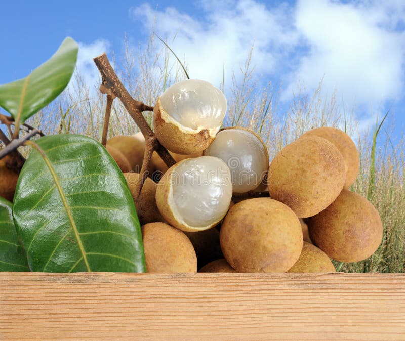 Longan image stock. Image du groupe, nourriture, fruits - 33423503