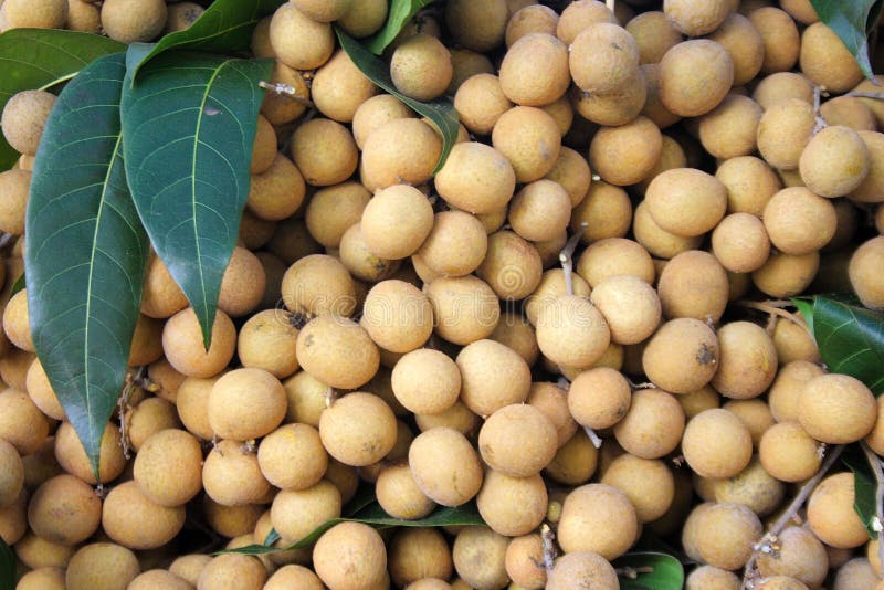 Longan fotografia stock. Immagine di ottanta, decori - 39283434