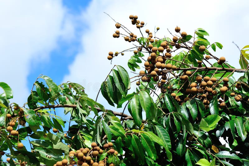 Longanbaum stockfoto. Bild von frisch, draussen, saisonal - 71204618