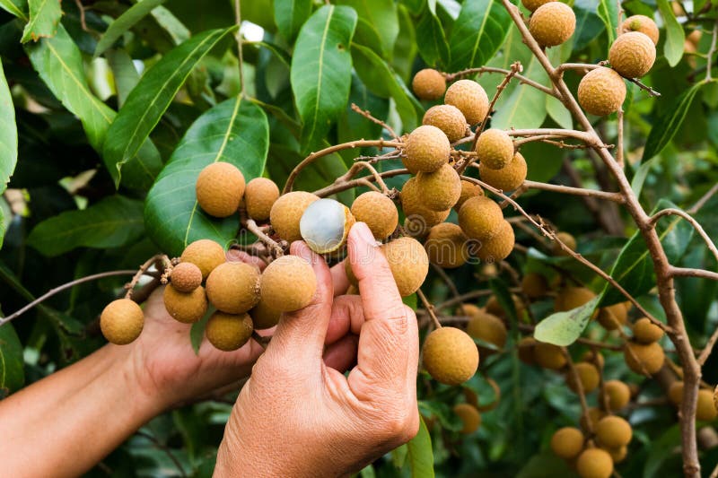 Longan Bunch on Longan Tree,Longan Orchards in Thailand Stock Photo ...