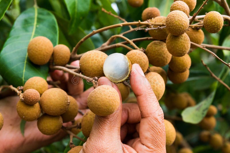 Longan Bunch on Longan Tree,Longan Orchards in Thailand Stock Image ...