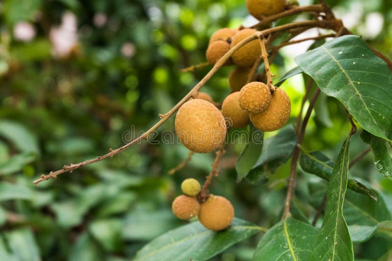 Longan Bunch on Longan Tree,Longan Orchards in Thailand Stock Image ...