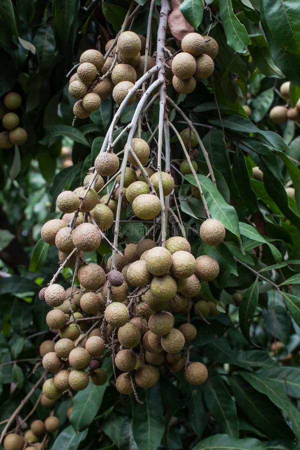 Longan Che Appende Sull'albero Fotografia Stock - Immagine di sano ...