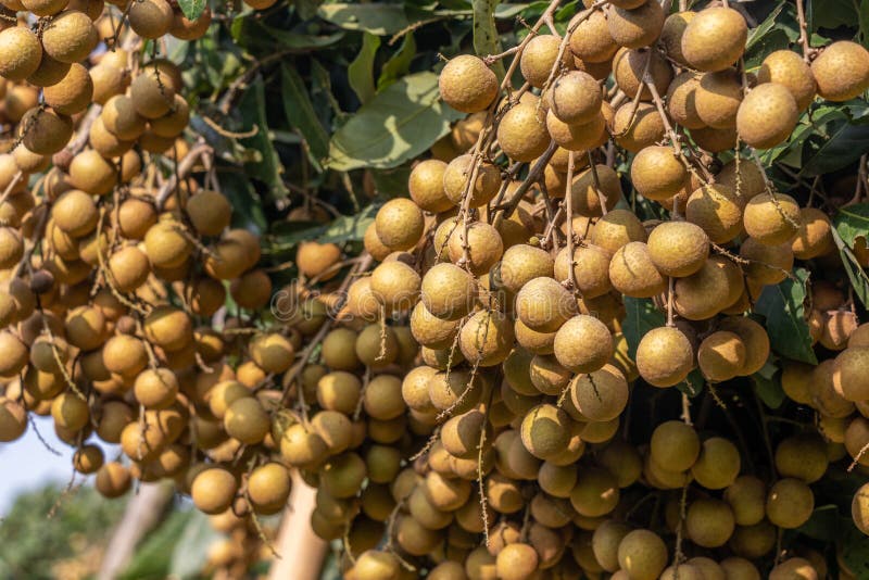 Longan Farmers Planted Longan for Export Stock Photo - Image of ...
