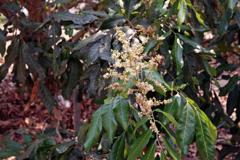 Longan Flower Blooming in Production Orchard Stock Photo - Image of ...
