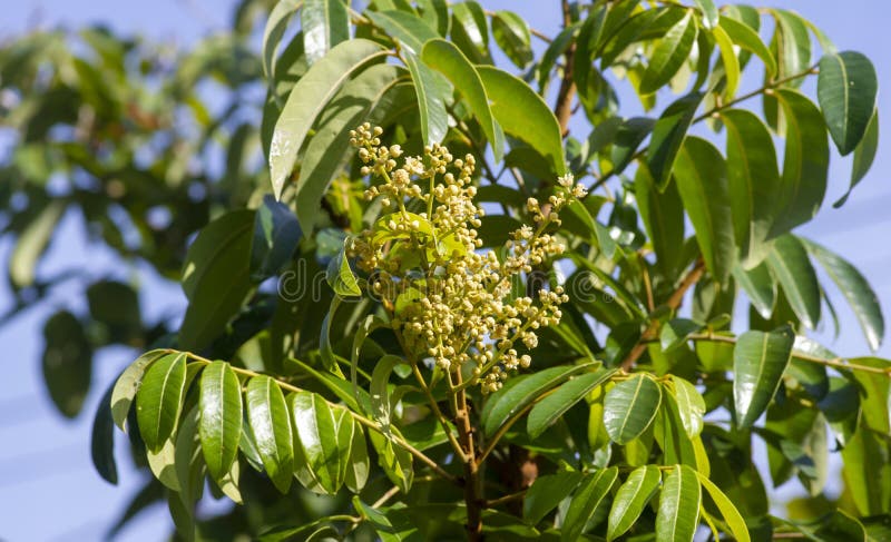 Longan Flower Dimocarpus Longan, Shallow Focus Stock Photo - Image of ...