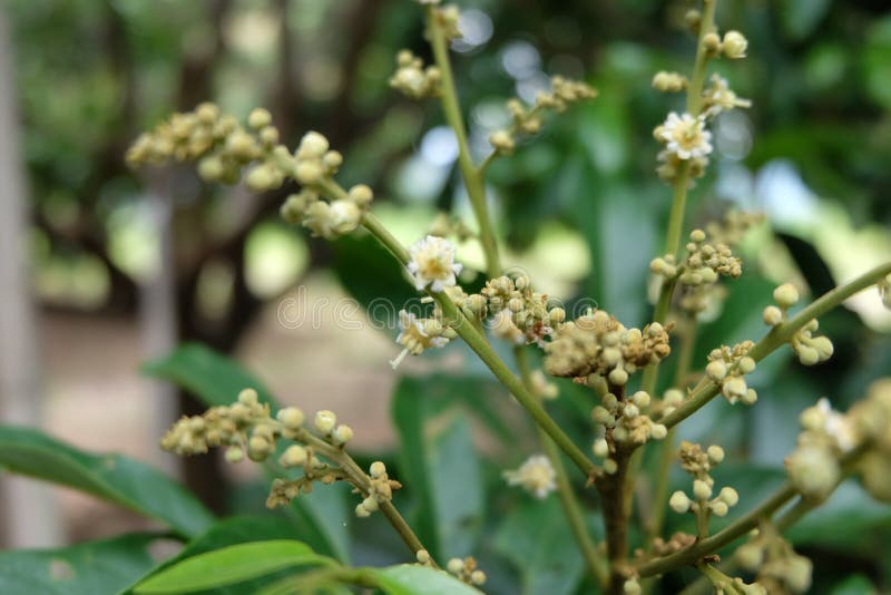 Longan Tree Fruit in Garden Stock Image - Image of produce, harvest ...