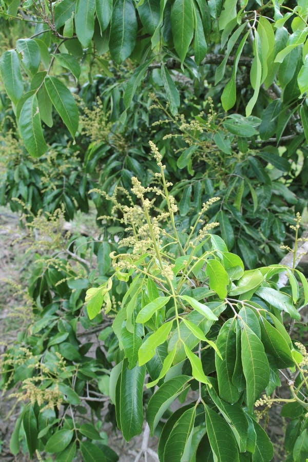 Longan Flowers on Tree with Green Leaves Background. Longan Flowers ...