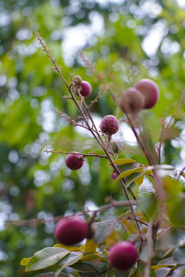 Longan fruit stock image. Image of wallpaper, nature - 362451529