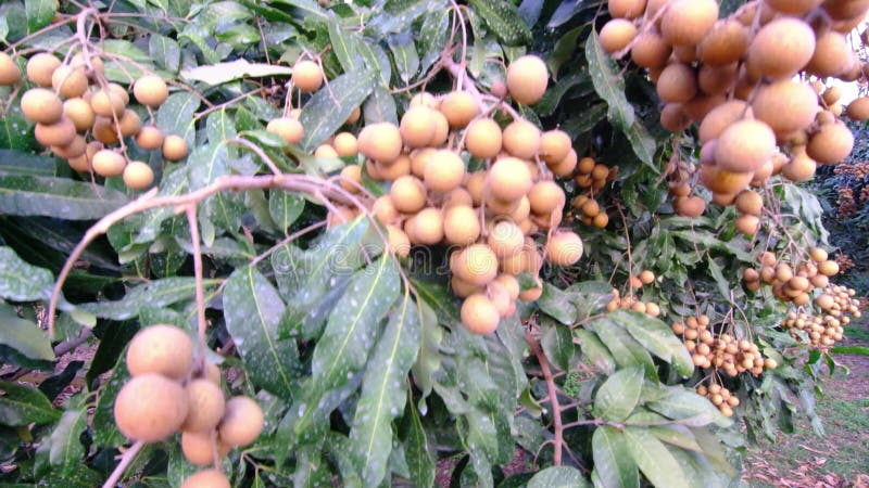 Longan Fruit Growing on Tree. Stock Video - Video of thailand ...