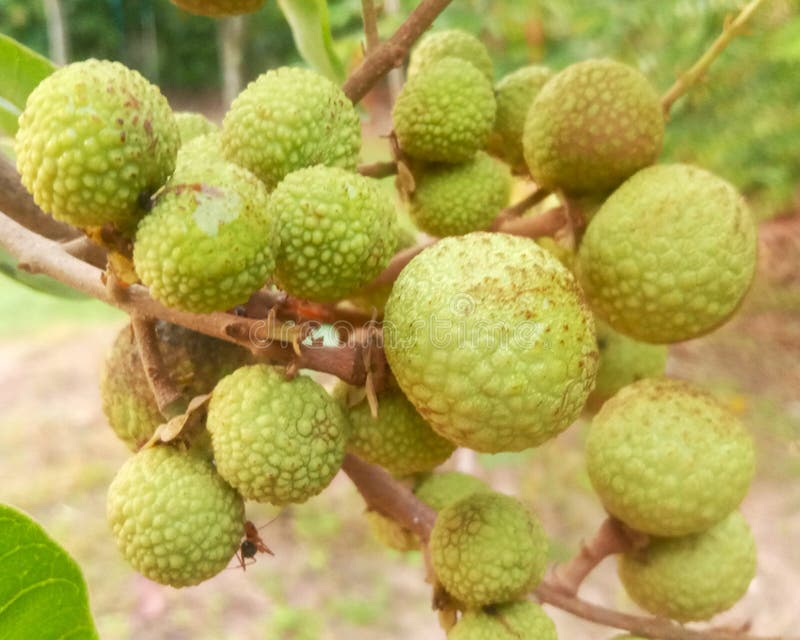 Longan Fruit Has a Sweet Taste Stock Image - Image of bees, coffee ...