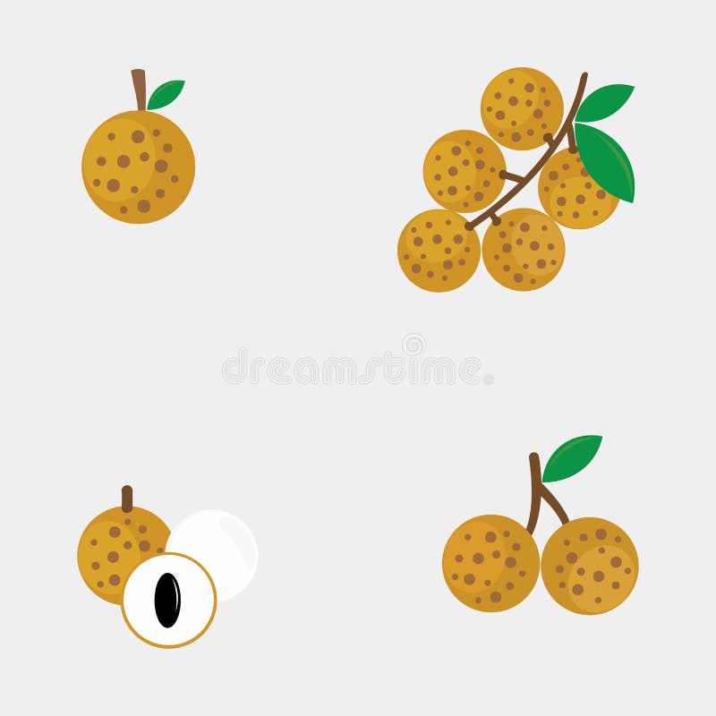 Longan Fruit Icon Template Vector Stock Vector - Illustration of fruits ...