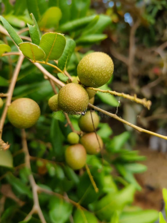 Longan Fruit Infested with a Small Spider Stock Photo - Image of ...