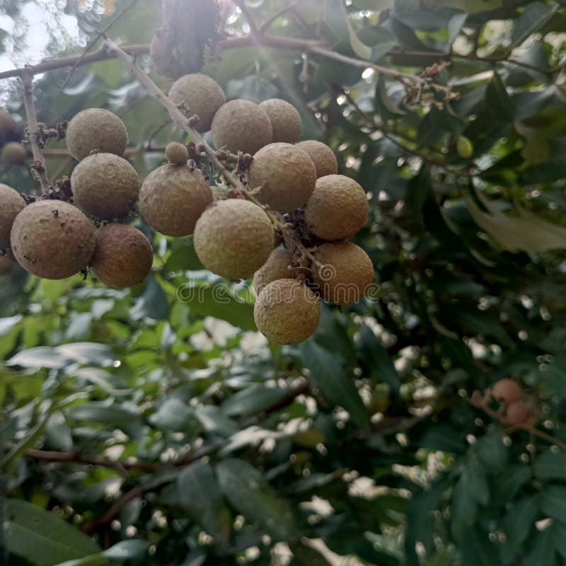 Longan Fruit Plants on Longan Tree Branches in the Yard of the House ...