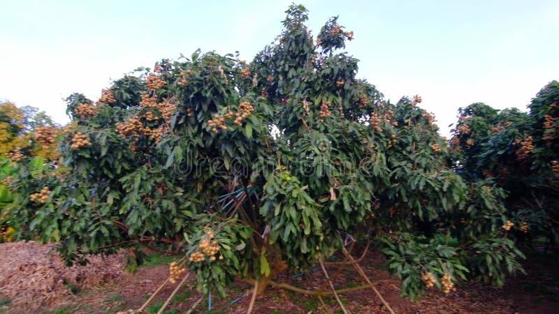 Longan Fruit Growing on Tree. Stock Video - Video of farmer ...