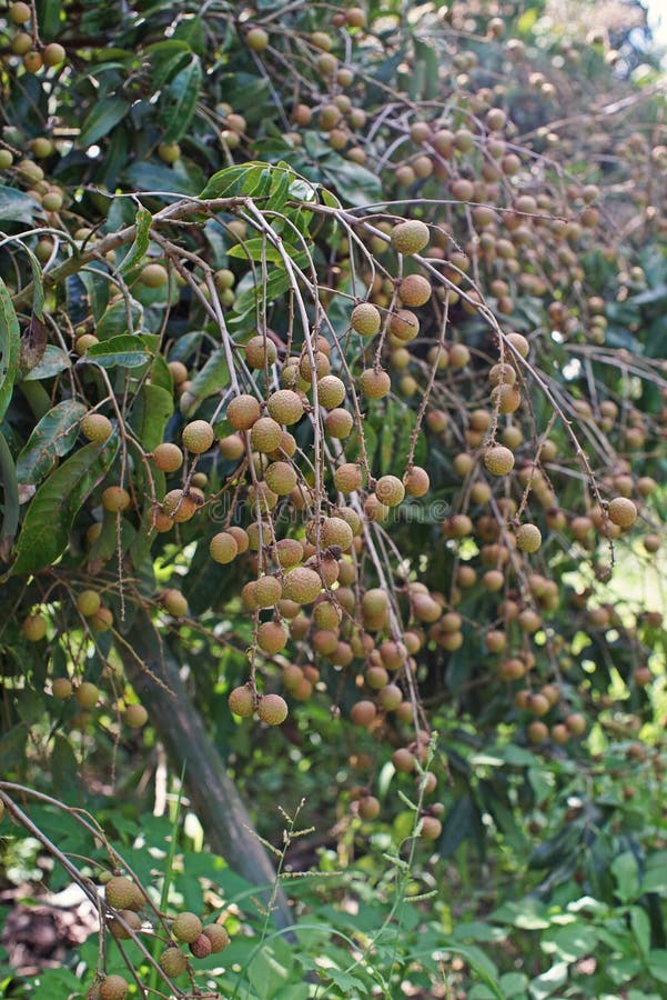 Longan Fruit in Production Field Stock Image - Image of outdoor ...