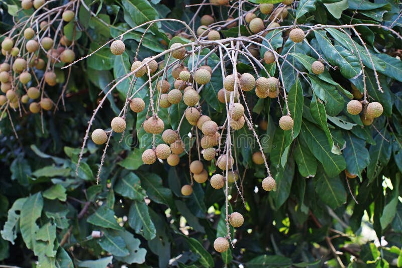 Longan Fruit in Production Field Stock Photo - Image of fresh, thailand ...