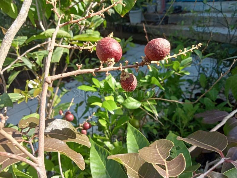Longan fruit is red stock photo. Image of juicy, fruit - 316525224