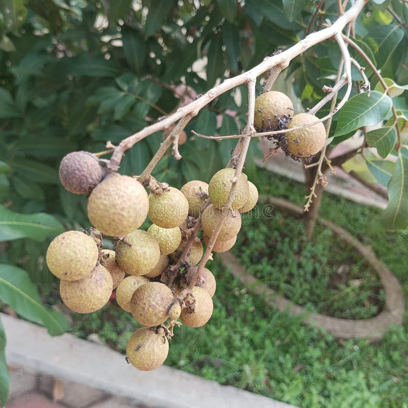 Longan Fruit on a Longan Tree Branch in the Yard of the House Stock ...