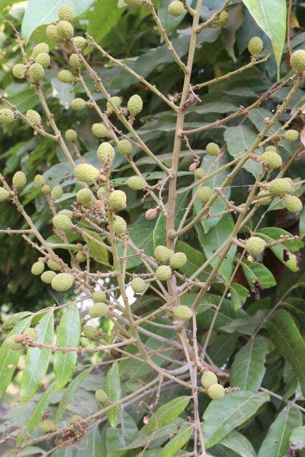 Longan Fruit on Tree in Farm Stock Photo - Image of longan, farm: 285610076