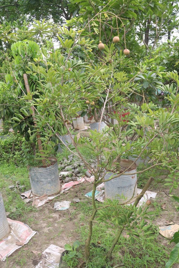 Longan Fruit on Tree in Farm Stock Photo - Image of siam, harvest ...