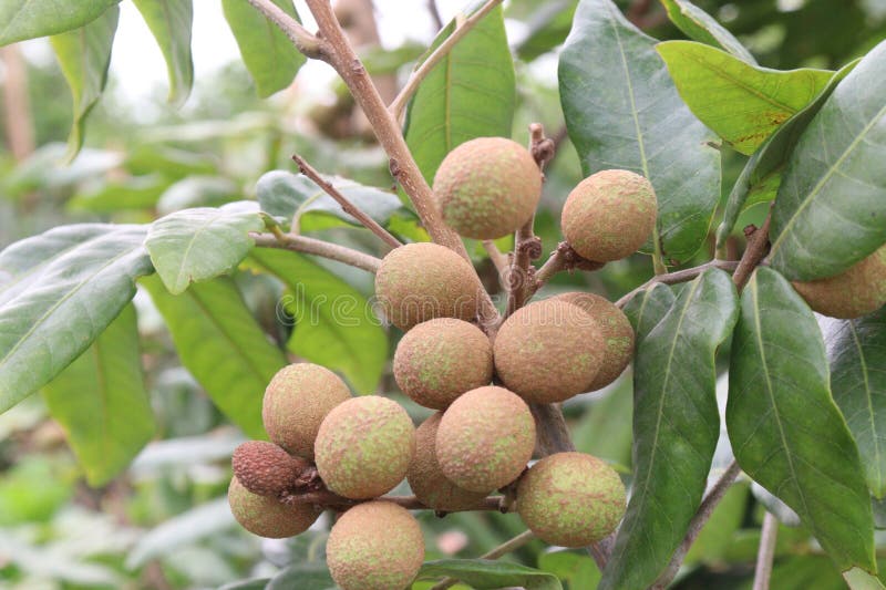 Longan Fruit on Tree in Farm Stock Photo - Image of harvest, lamphun ...