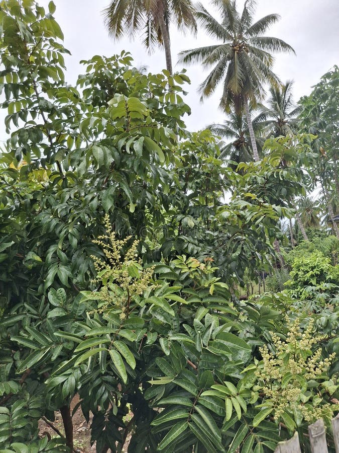 Longan Fruit Tree is Flowering Stock Photo - Image of fruit, berry ...