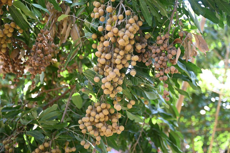 Longan Fruit on the Tree in the Garden Stock Photo - Image of longan ...
