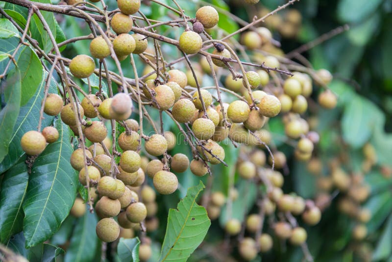 Longan Fruit on the Tree in the Garden, Stock Image - Image of ...