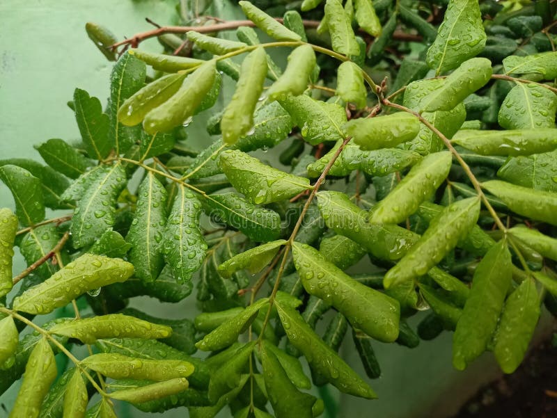 Longan fruit tree lengkeng stock photo. Image of longan - 204162506
