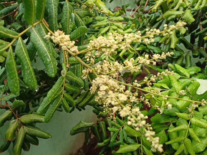 Longan fruit tree lengkeng stock image. Image of vegetation - 204163087